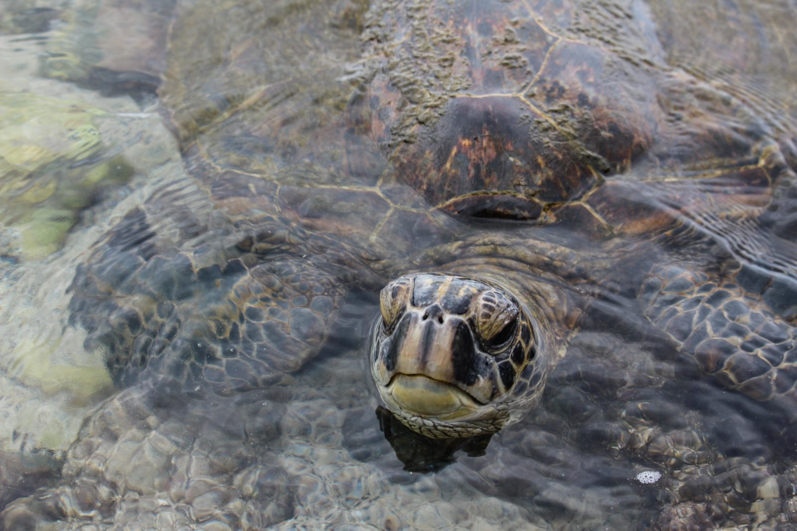 Honu: the Hawaiian green sea turtles - pinvi photography