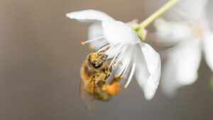 Le celle esagonali delle api: un esempio di ingegneria perfetta • Pinvi