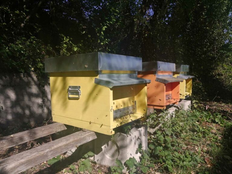 Le arnie per api: tutto quello che c’è da sapere • Pinvi