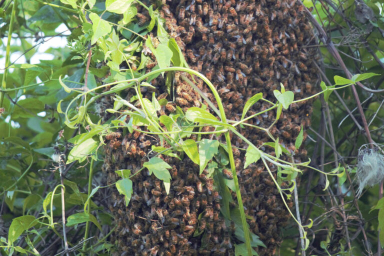 Le api nell'antico Egitto: tra mitologia, simbologia e curiosità • Pinvi