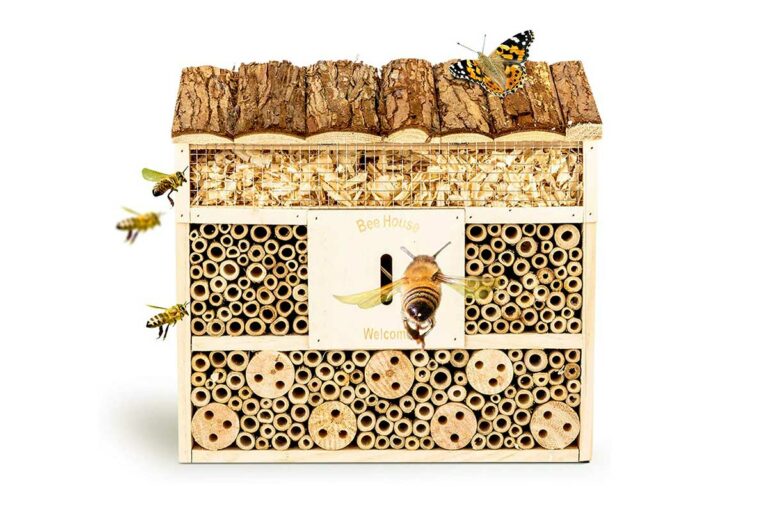 Le celle esagonali delle api: un esempio di ingegneria perfetta • Pinvi