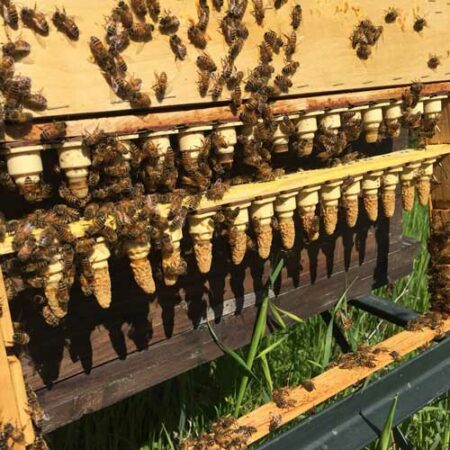 L'Ape Regina: come nasce, cosa fa, e perché è così importante • Pinvi