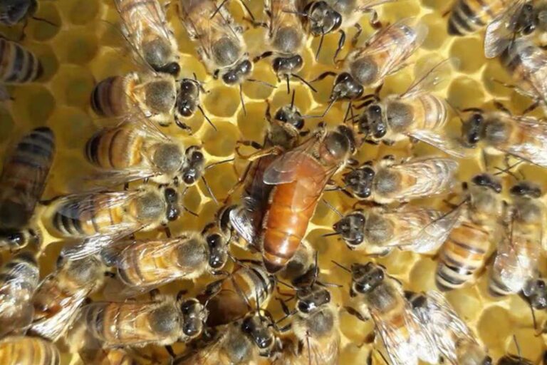 Le celle esagonali delle api: un esempio di ingegneria perfetta • Pinvi