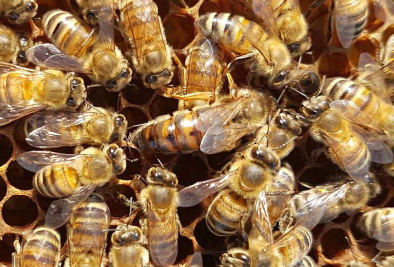 L'Ape Regina: come nasce, cosa fa, e perché è così importante • Pinvi