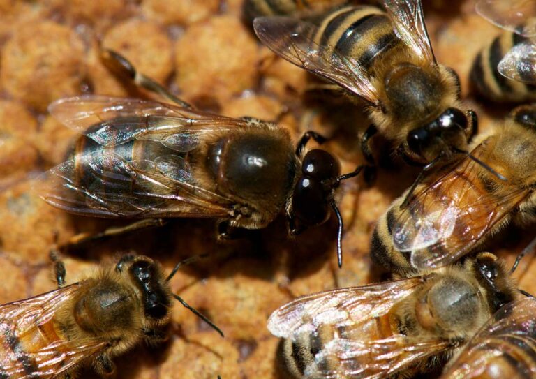 Le api nell'antico Egitto: tra mitologia, simbologia e curiosità • Pinvi