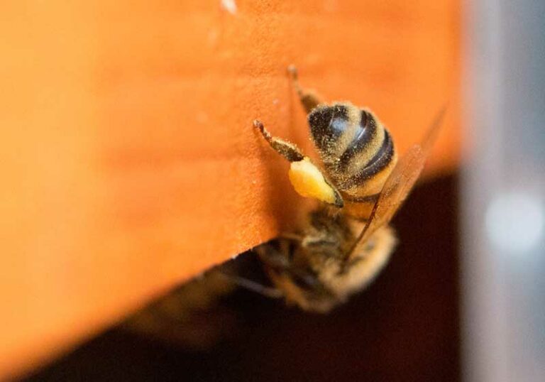 Del polline e delle api: tutto quello che c'è da sapere • Pinvi