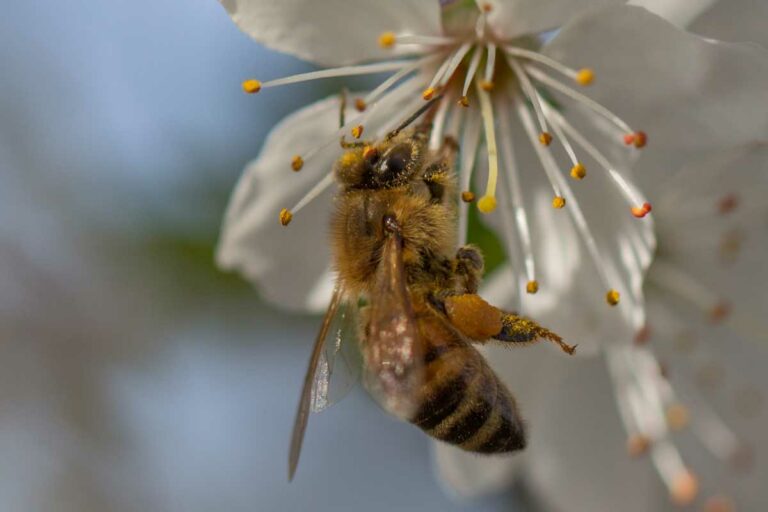 Del polline e delle api: tutto quello che c'è da sapere • Pinvi