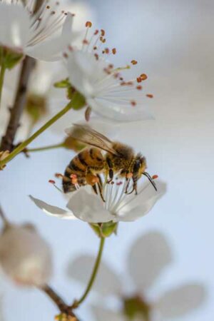 Le api e i colori: quali vedono e perché sono importanti • Pinvi