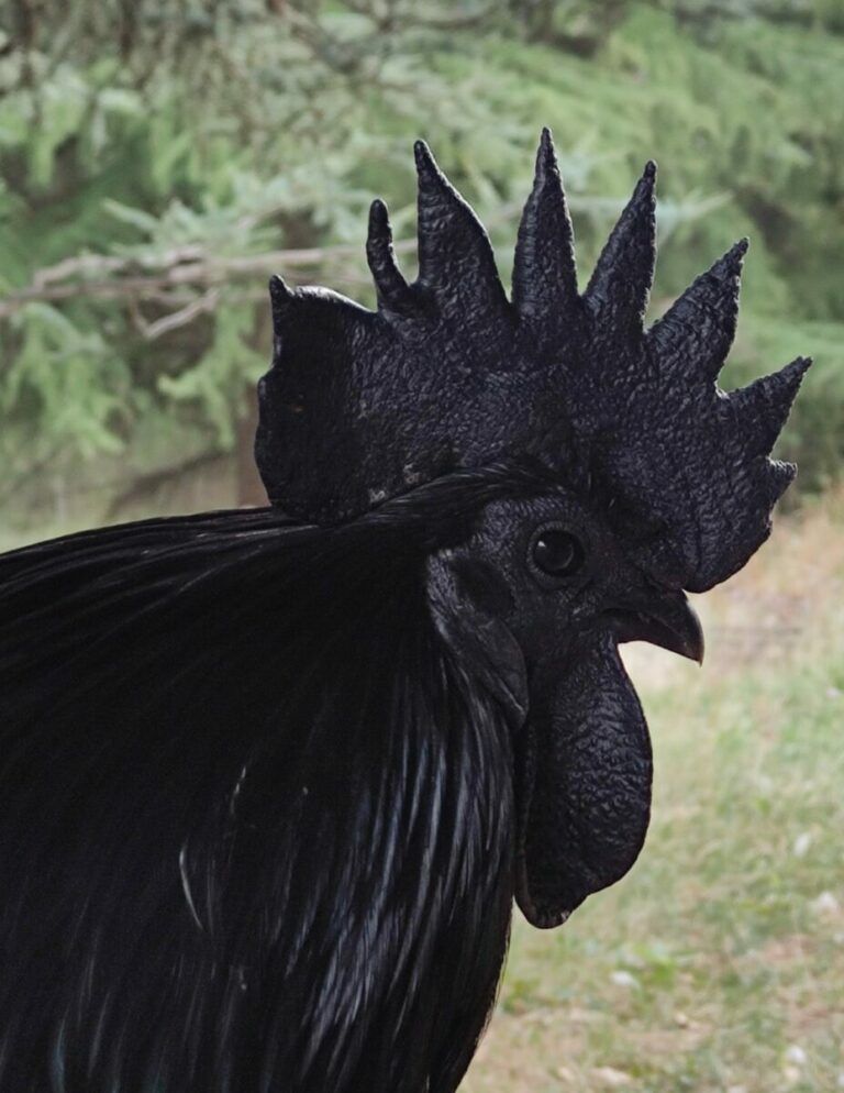 Ayam Cemani: l’incredibile gallina ornamentale completamente nera • Pinvi