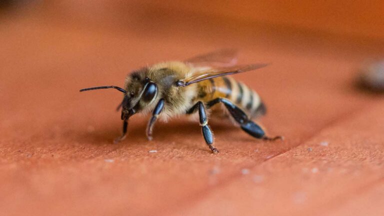 La vita dei fuchi (i maschi delle api): tutto quello che c'è da sapere ...