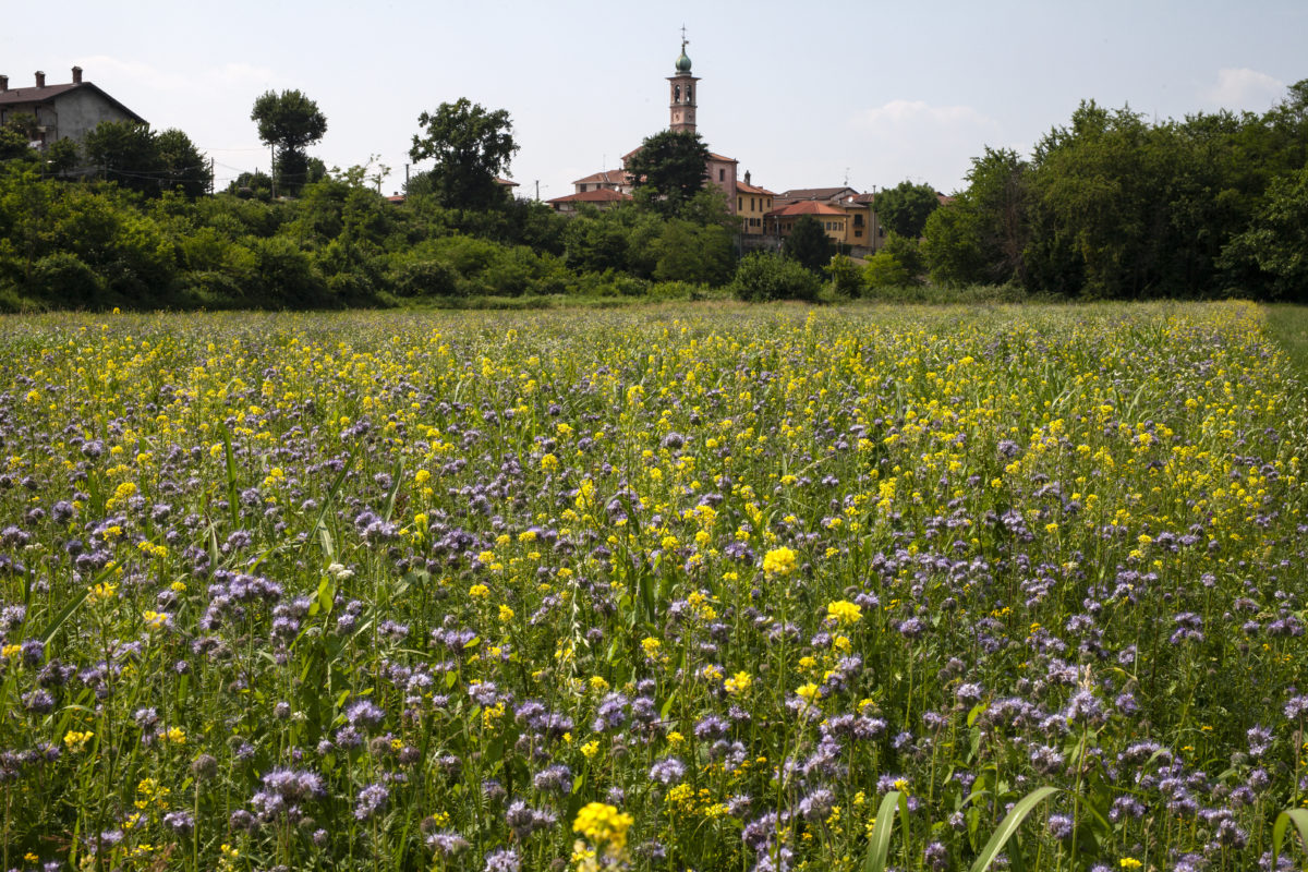 Bellezza, biodiversità, benessere delle api: a Oleggio si semina il futuro