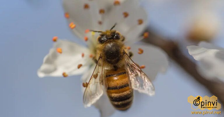 Bee My Copy - I racconti di api di Pinvi • Pinvi