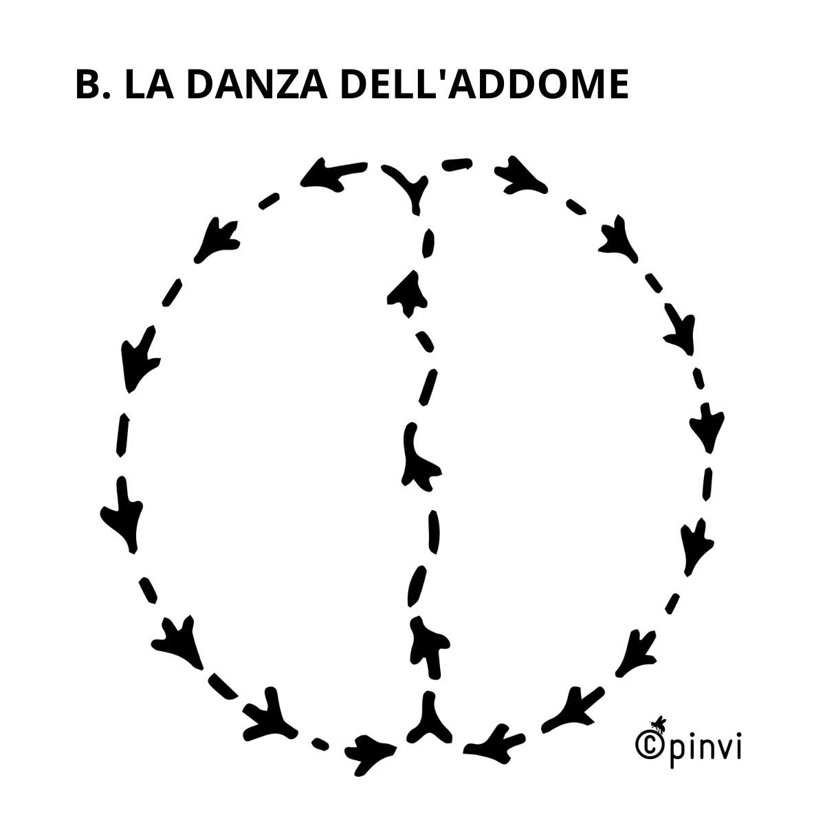 Come comunicano le api: la danza circolare e la danza dell'addome • Pinvi