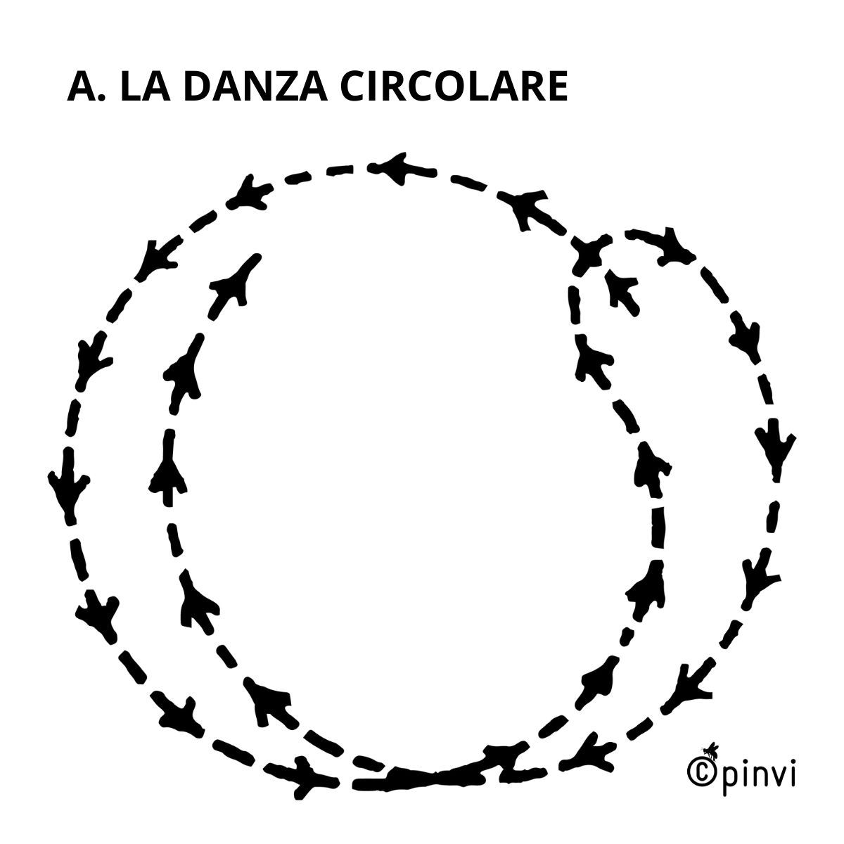Come comunicano le api: la danza circolare e la danza dell'addome • Pinvi