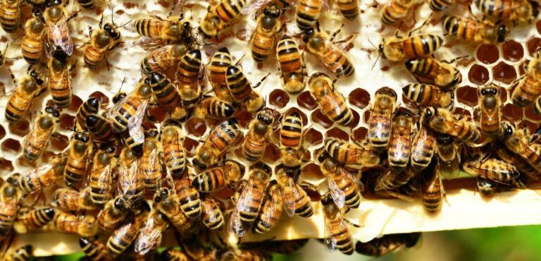 Come comunicano le api: la danza circolare e la danza dell'addome • Pinvi