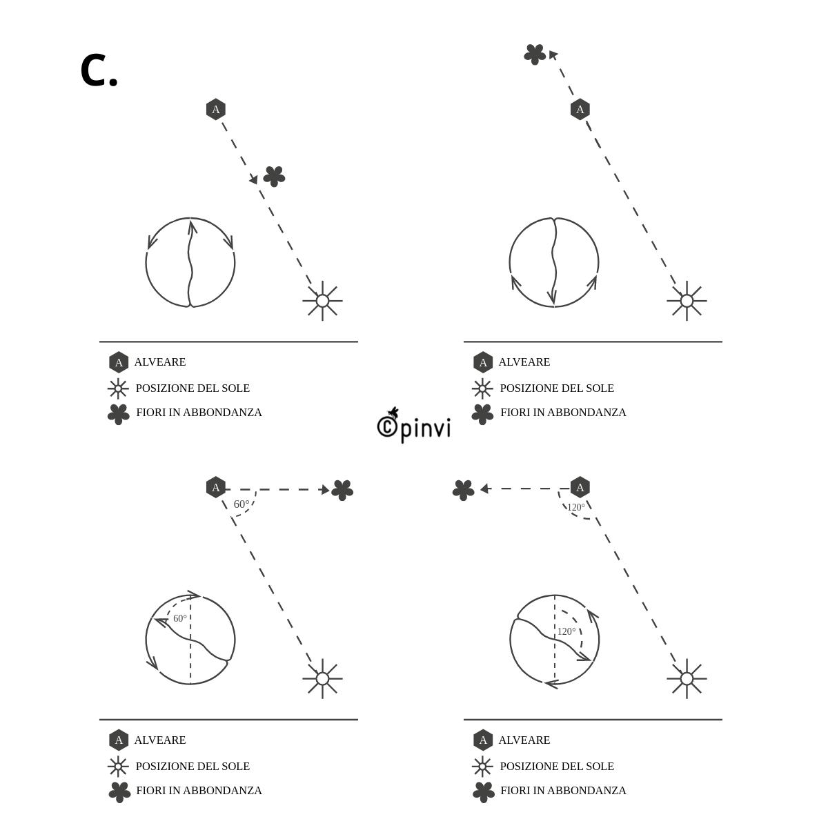 Come comunicano le api: la danza circolare e la danza dell'addome • Pinvi