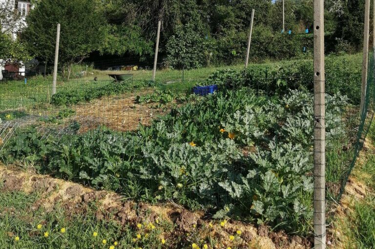 Bee My Copy - I racconti di api di Pinvi • Pinvi