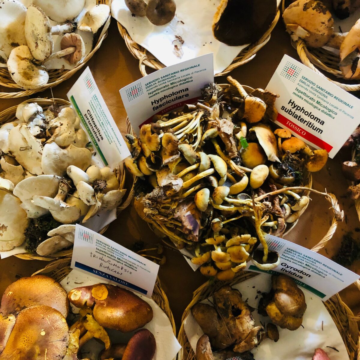 Natura e tradizione: torna l'appuntamento con "I Frutti del Castello ...