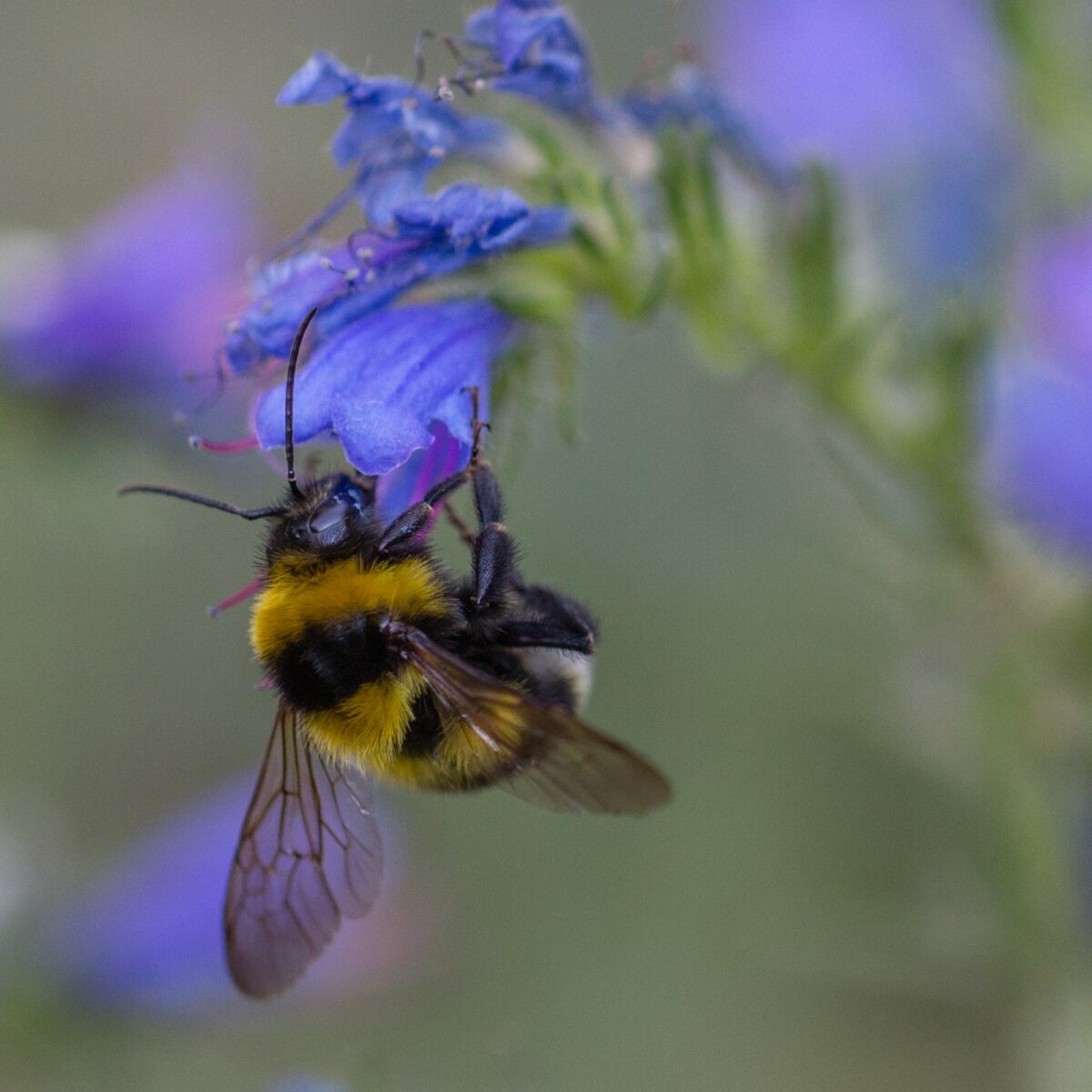 Far rotolare la palla? Un gioco da bombi! • Pinvi